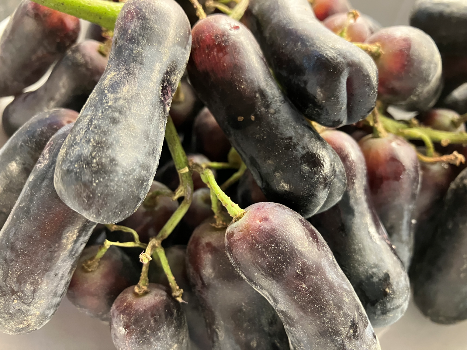 Witch Fingers and Moon Drops - National Grape Research Alliance